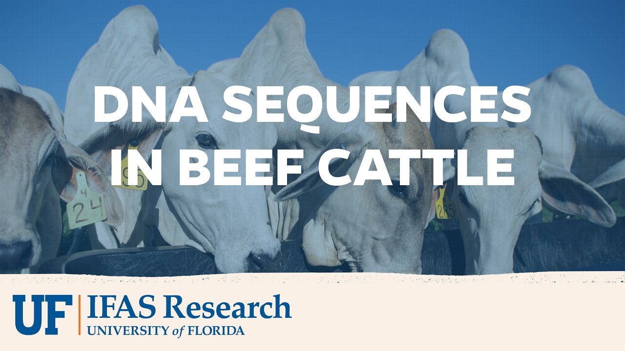 UF/IFAS Research | DNA Sequences in Beef Cattle