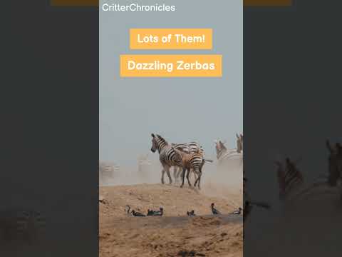 Dazzling Zebras! Wild Words 2