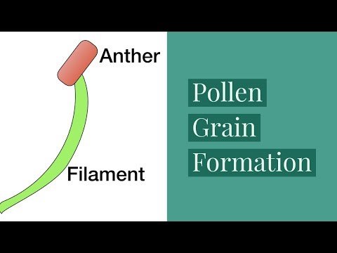 Pollen Grain Formation-Sexual Reproduction In Plants-Video 2-Leaving Cert Bio Plant Reproduction