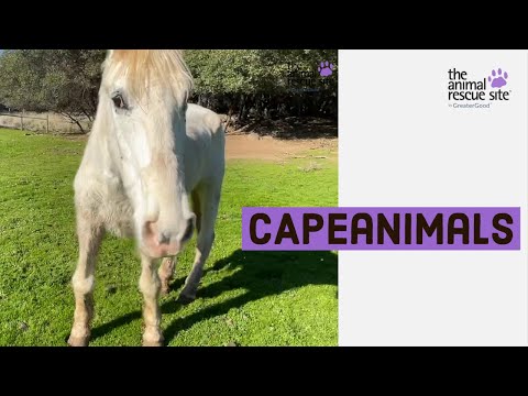 Animal Rescue Site Friends: CAPEAnimals