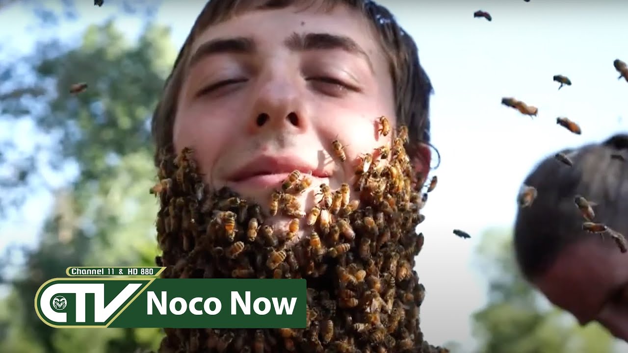 10,000 Bees Make a Beard - NoCo Now
