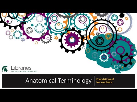Chapter 16 - Anatomical Terminology