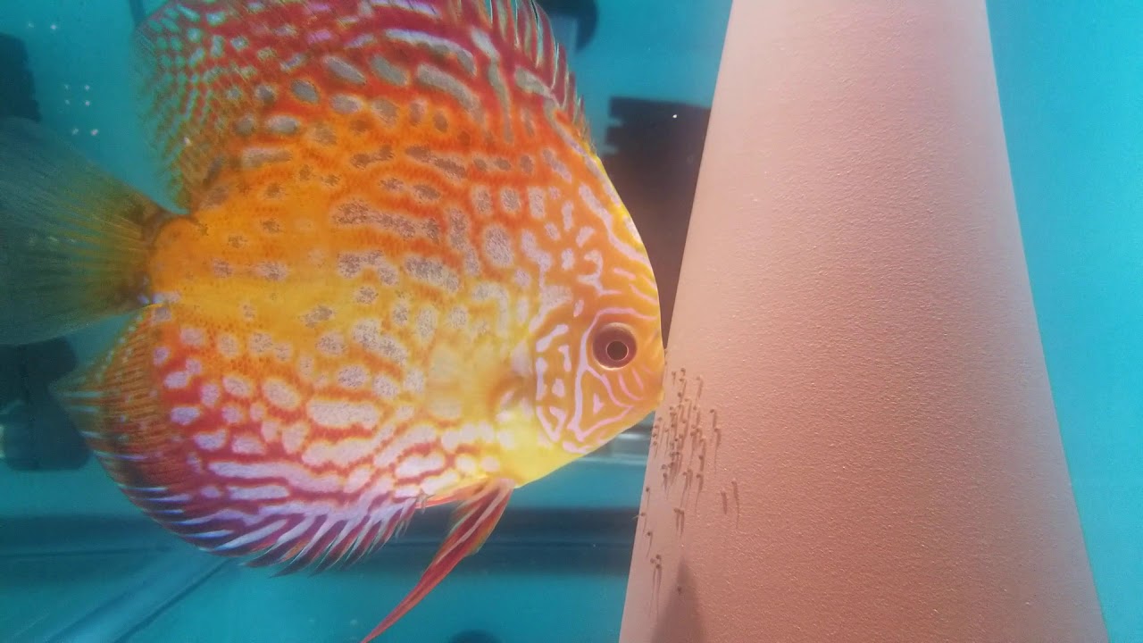 Red pigeon blood discus fish confirmed breeding pair