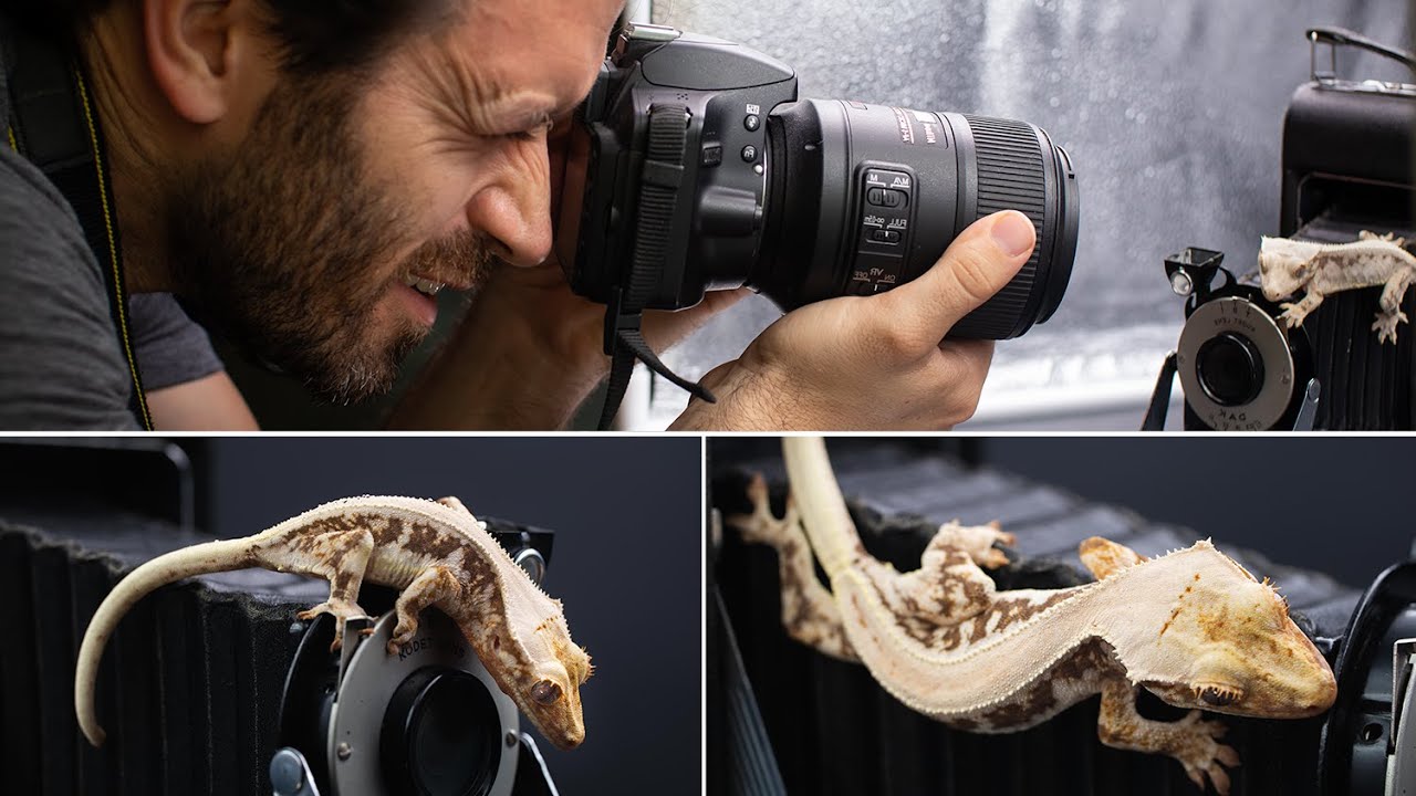 Gecko Picture day! Photographing Crested Geckos for your Website or Instagram | Behind the Scenes