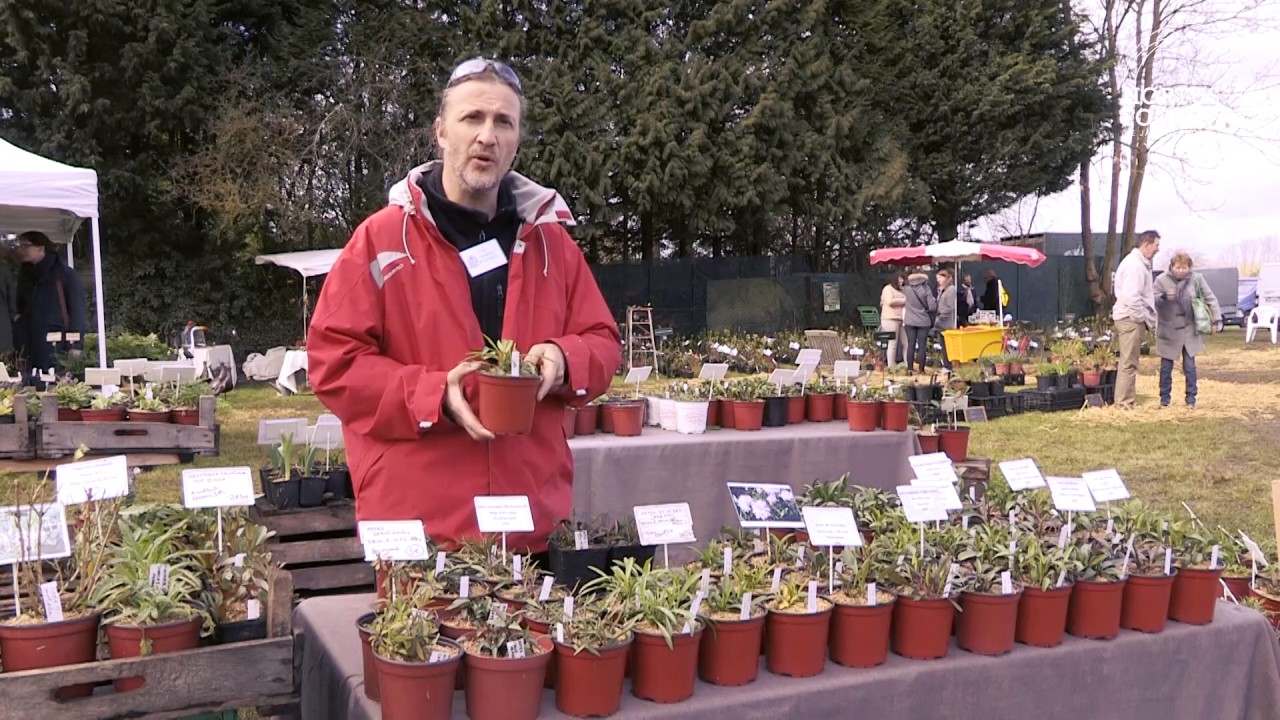 Conseil d'experts : choisir ses asters