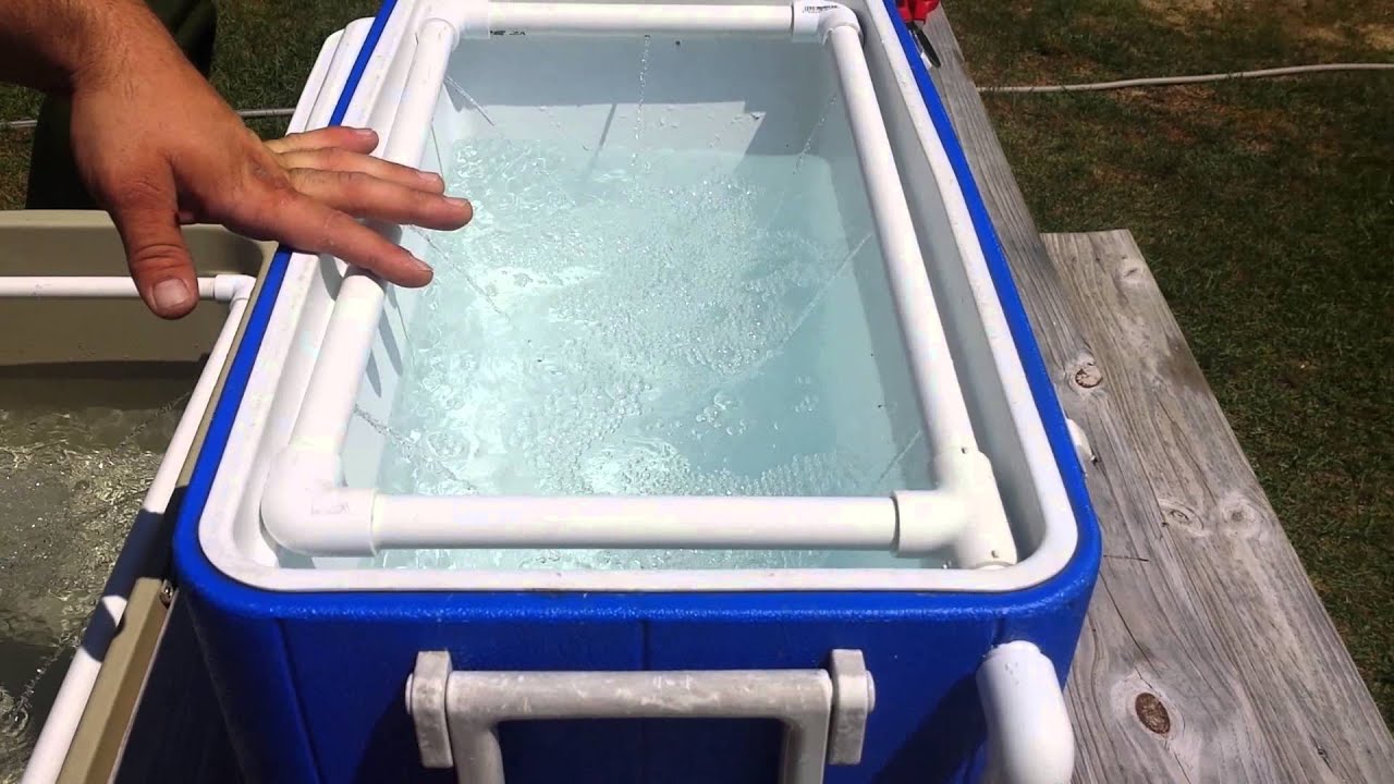 Homemade cooler livewell
