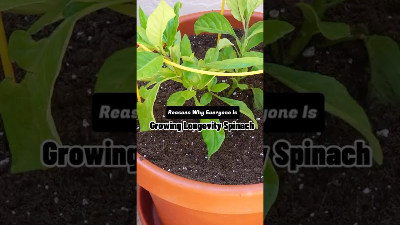 5 Reasons Everyone is Growing Longevity Spinach! 🌿 Superfood for Your Garden!