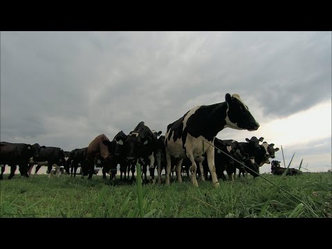 Benefits of Rotational Grazing (MU Extension)