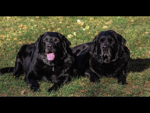 Beautiful 2 Black Labrador Walks in Pedestrian Lane #labradors #dogsinpedestrianlane