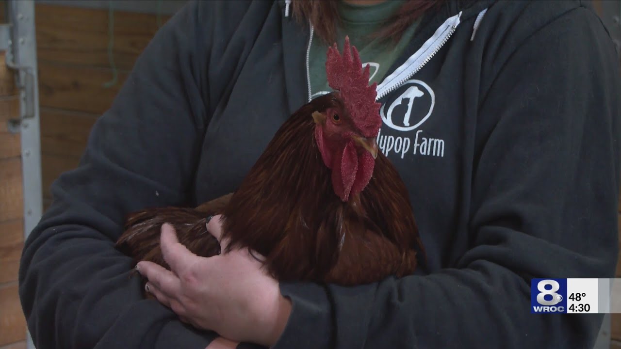 Thinking about chickens? Lollypop Farm offers tips before you buy chicks