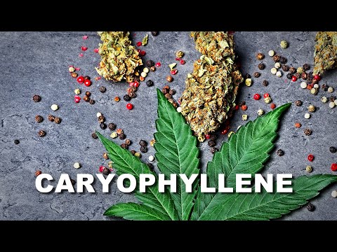 Terpene Tuesday Caryophyllene