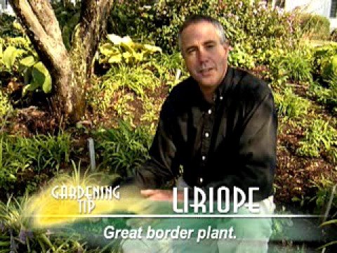 Liriope