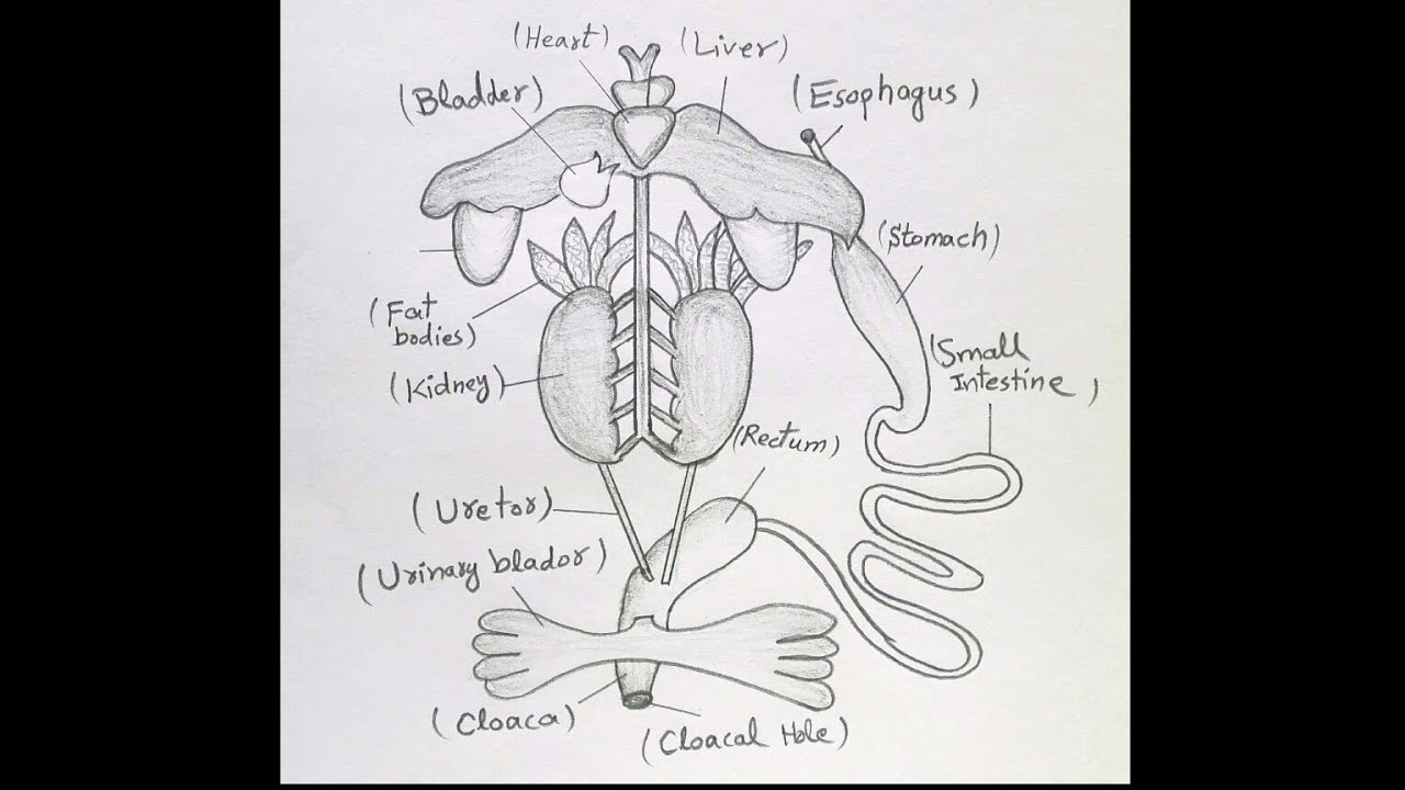 Frog Internal Organs Drawing | 9th Biology Experiment Drawing