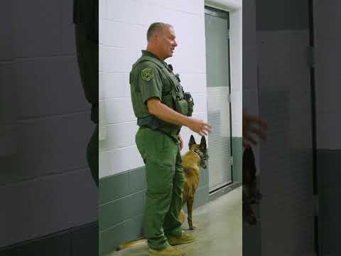 K9 Taibo Working Inside the Pinal County Jail