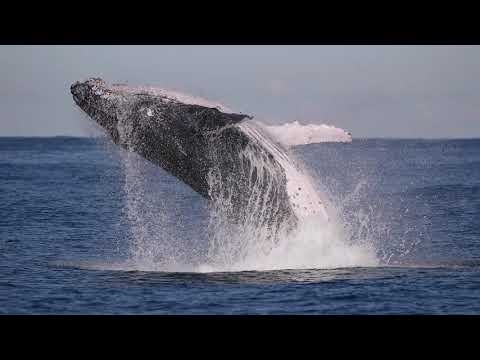 Whale Watching Sydney 2021