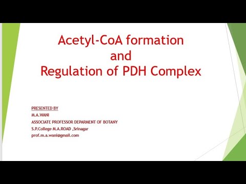 Acetyl –CoA formation and PDH regulation