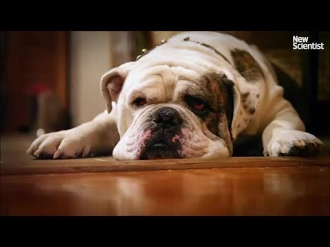 Inbreeding has destroyed the English bulldog’s genetic diversity – skitrac