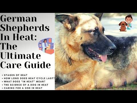 How To Care For German Shepherds in Heat