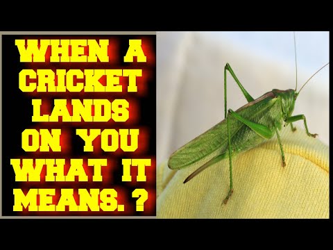 WHEN A CRICKET INSECT LANDS ON YOU WHAT IT SPIRITUAL MEAN ?