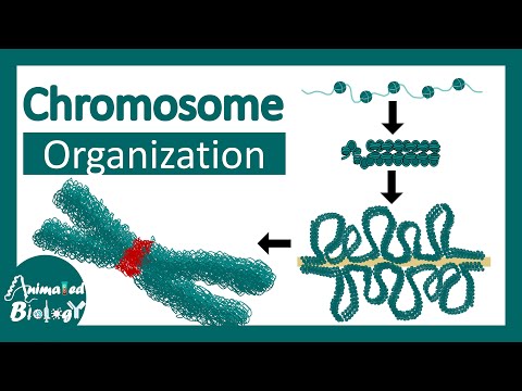 Chromosome structure | Chromatin organization | 3D chromatin | levels of organization in chromosomes
