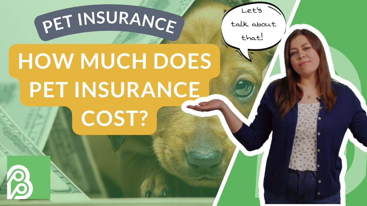 How Much Does Pet Insurance Cost?