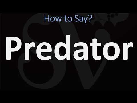 How to Pronounce Predator? (2 WAYS!) UK/British Vs US/American English Pronunciation
