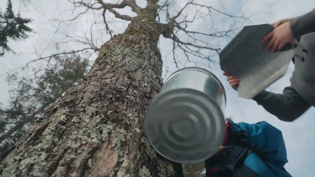 2. Maple Sap Flow and Collection