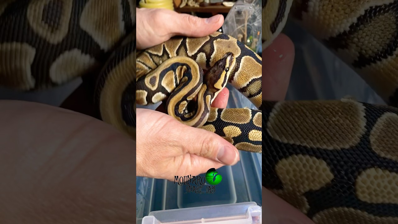 We said goodbye to a mircroscale ball python #molinarosnakelab #tiktok #shorts #royalpython #python