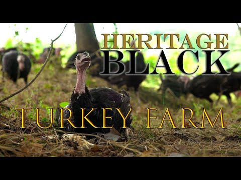 Heritage Black Turkey Story
