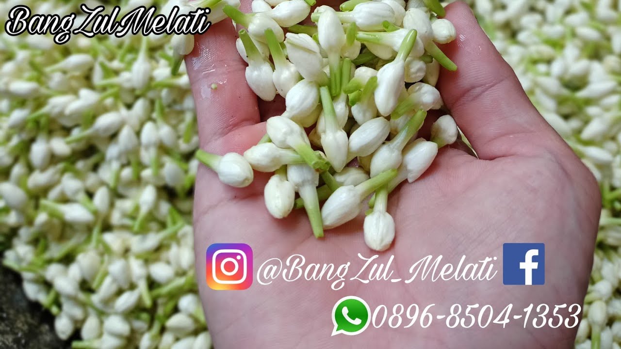 BUNGA MELATI JASMINE FLOWER 쟈스민 꽃 [ UNTUK EXPOR ] Proses Membuat Bunga Melati Super Gundul