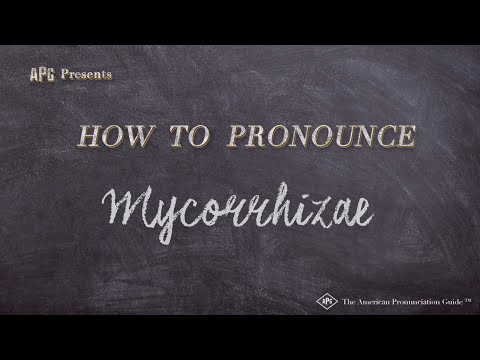 How to Pronounce Mycorrhizae (Real Life Examples!)