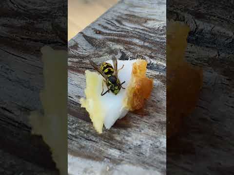 Hungry Yellow Jacket! IMG 8085