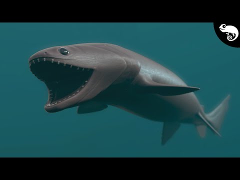 Sharks You've Never Seen Before | All 8 Orders & How They're Related