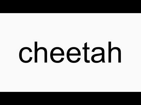 How to pronounce cheetah