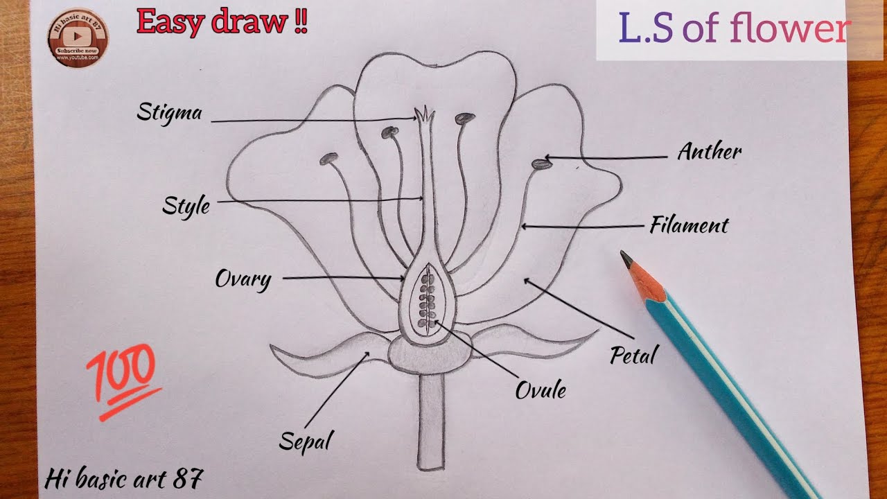 How to draw longitudinal section of flower step by step| How to draw parts of flower