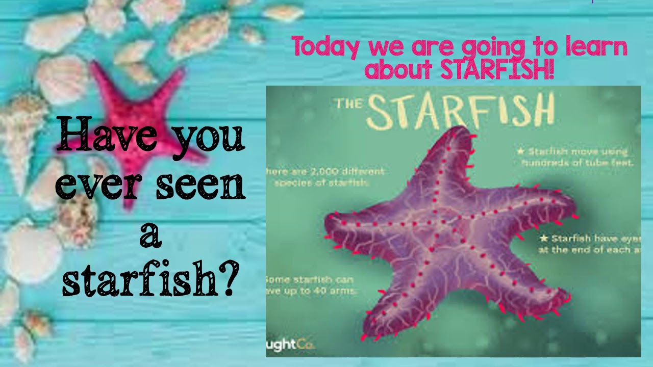 starfish ppt video