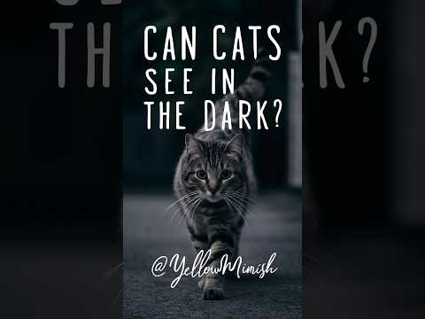 can cats see in the dark #cats #cat #kitten @catsprotection