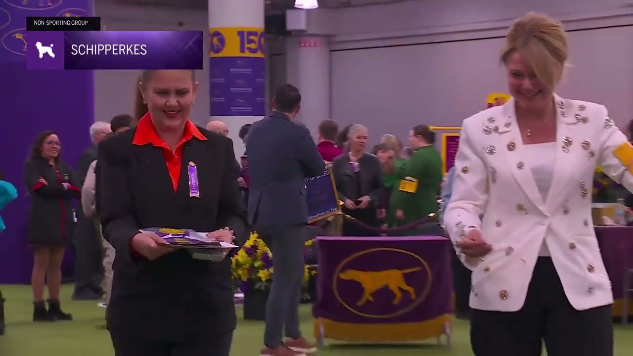 Schipperkes | Breed Judging 2026