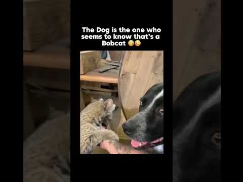 The Dog looks absolutely traumatized 💀 #bruh #trending #meme #memes #dog #dogs #subscribe #bobcat