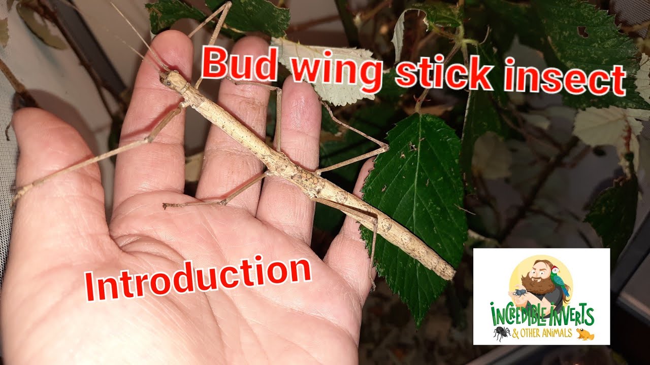 Bud wing stick insect, An introduction #stickinsect #phasmid