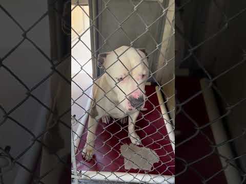 Video of adoptable pet named Zena (Courtesy post)