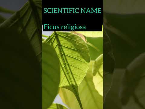 PEEPAL TREE / BODHI TREE