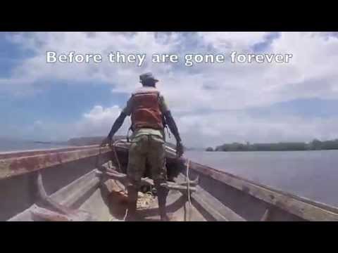 The Value of Mangrove Forests