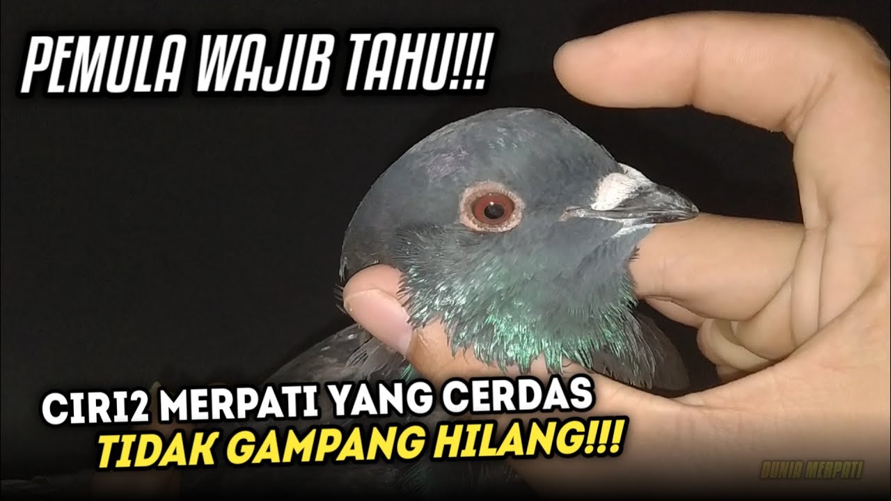 CIRI - CIRI MERPATI YANG CERDAS‼️TIDAK GAMPANG HILANG