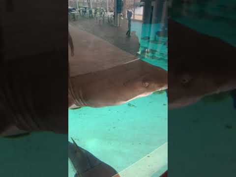 Sand tiger haj ( ca map nuoi o Danmark)