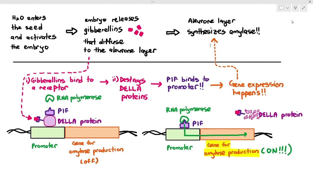 Understanding Gene Expression in Eukaryotes: The Role of Transcription ...