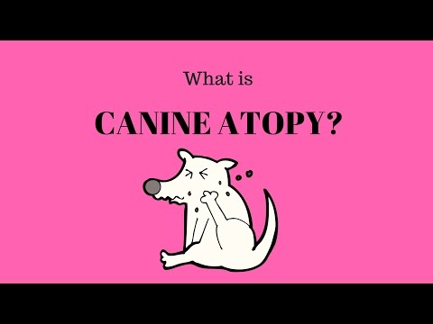 Skin Dermatitis in Dogs : Canine Atopy