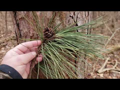 ID That Tree: Red Pine