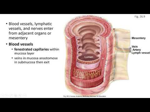Ch26 Pt6, Digestive System, Tunics of the GI Tract