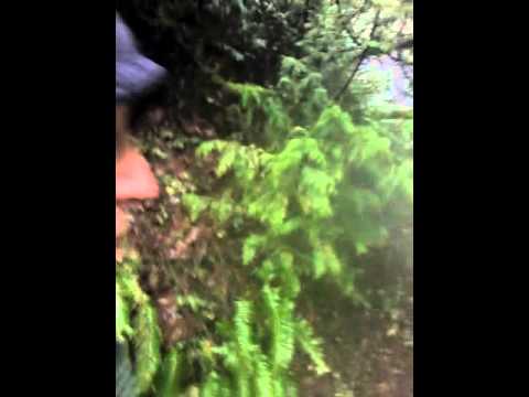 Missing 411 last footage Oregon border